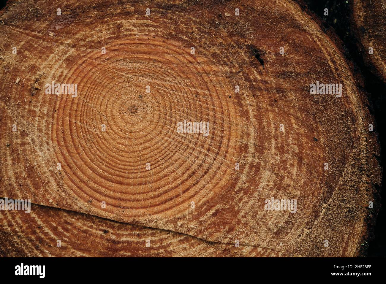 Close-up of a cross-section of a tree trunk.Texture of a cut tree with ...