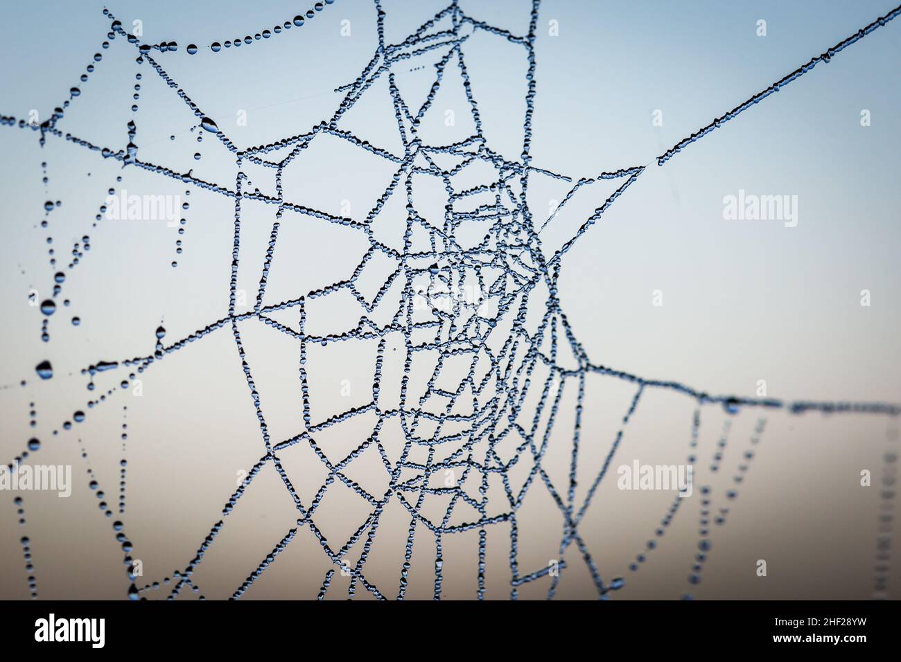 A close up of a spiders web on a frosty winters morning Stock Photo - Alamy