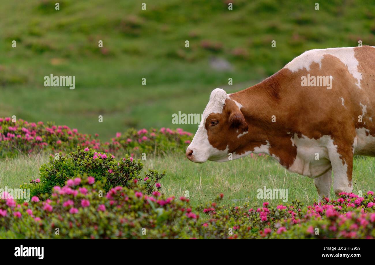 Domestic cattle with flowers hi-res stock photography and images - Alamy