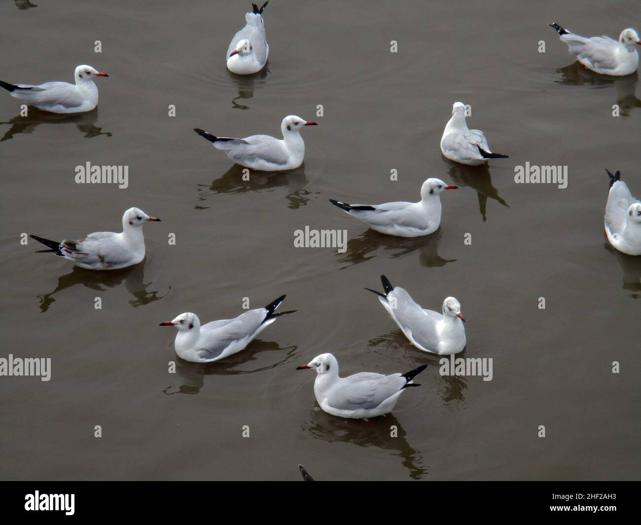 The atmosphere of the Thai seaside environment ,seagull Stock Photo - Alamy