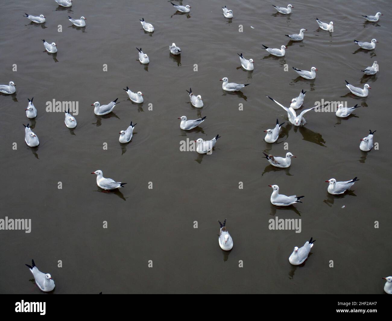 The atmosphere of the Thai seaside environment , seagull Stock Photo ...