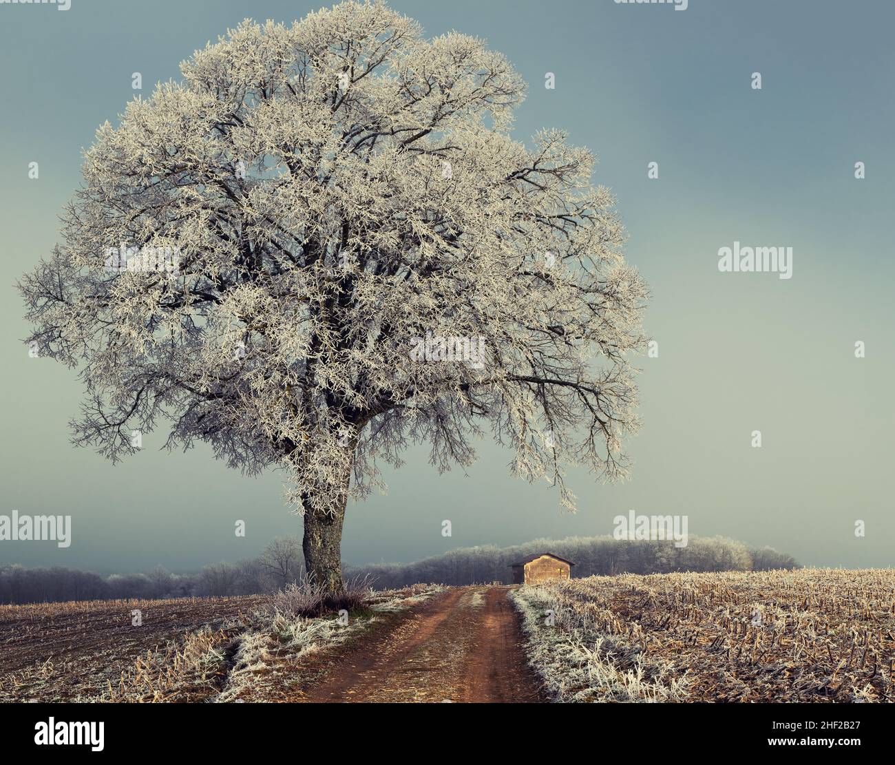 Frozen oak tree in winter Stock Photo - Alamy