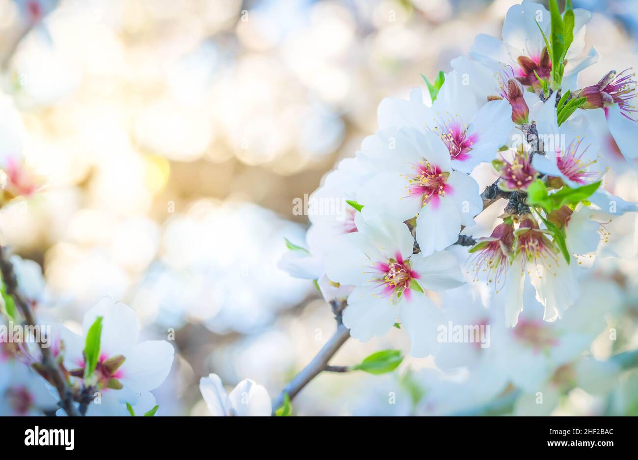 Tu bishvat tree hi-res stock photography and images - Alamy
