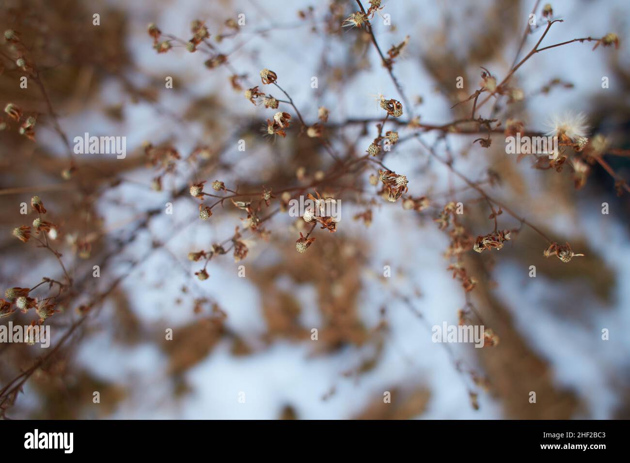 Tiny white flowers on dry twigs of wild plant bushes with blurry ...