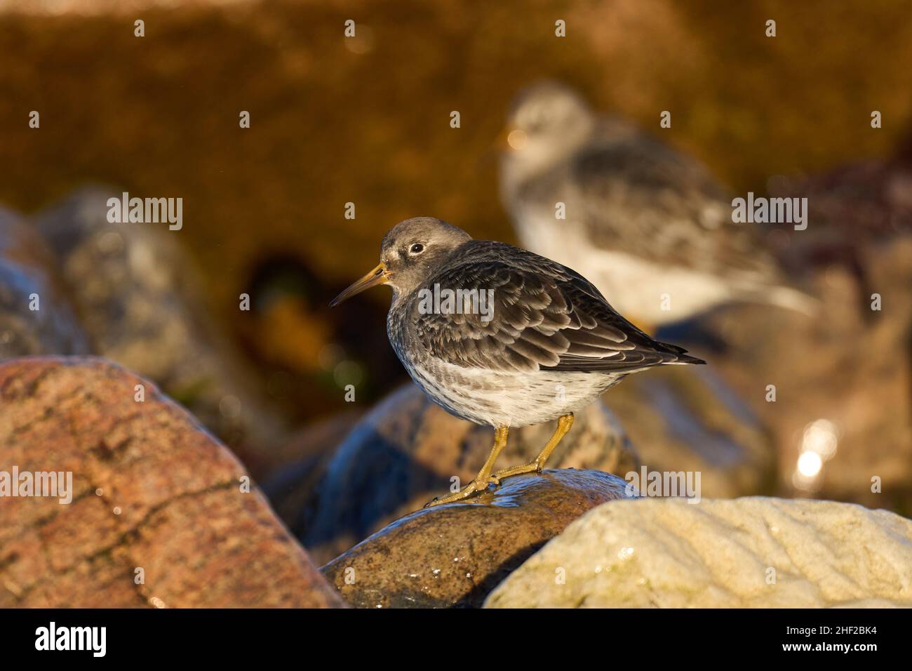 Purple sandpiper (Calidris maritima) in its natural environment Stock ...