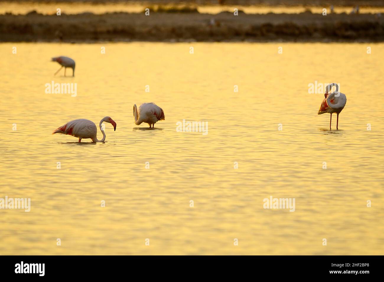 The common flamingo is a species of phoenicopteriform bird in the ...