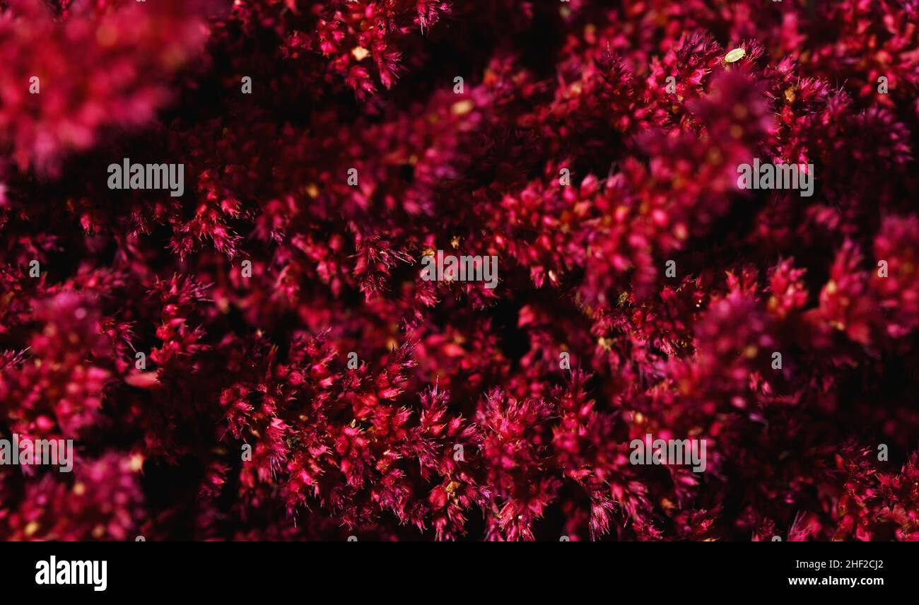 Flower Textures Close Up Stock Photo - Alamy