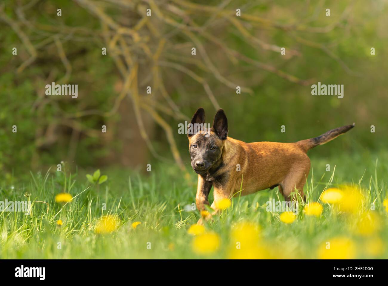 What Should I Expect From My 12 Week Old Puppy