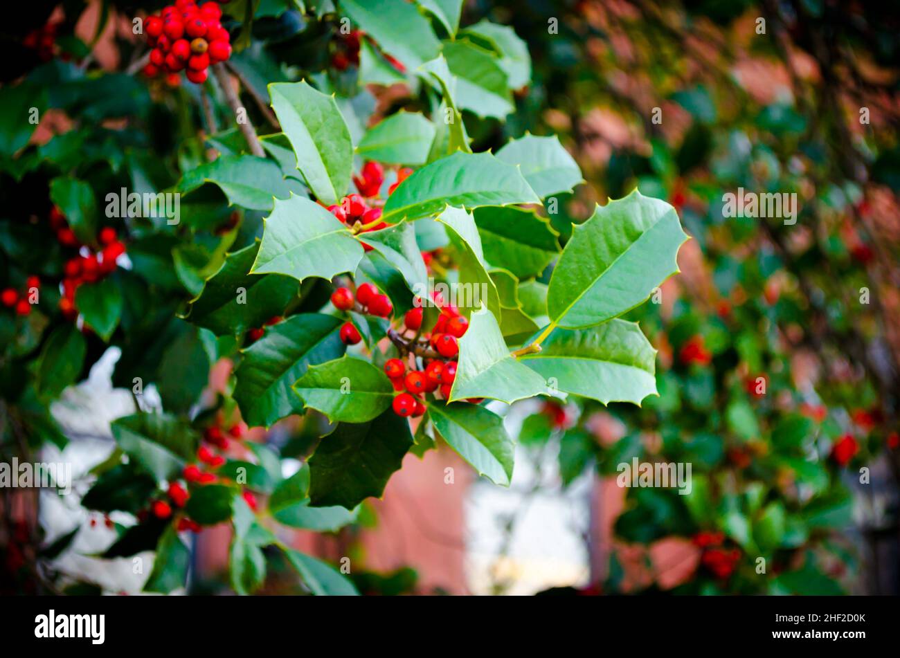Close Up View of a Mistletoe Plant in a Garden in Washington DC, USA ...