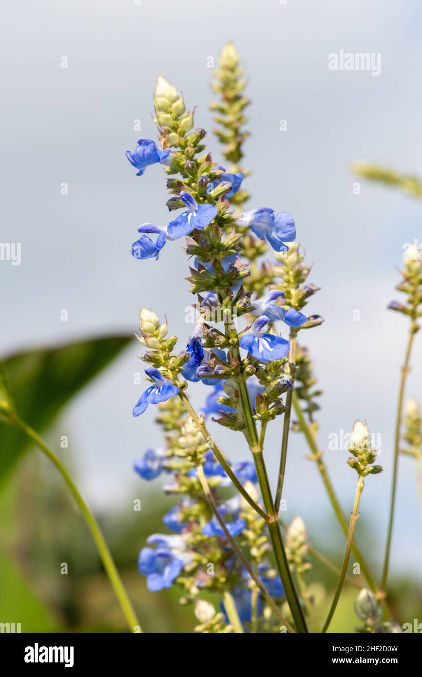 Bog sage (salvia uliginosa) flowers in bloom Stock Photo - Alamy