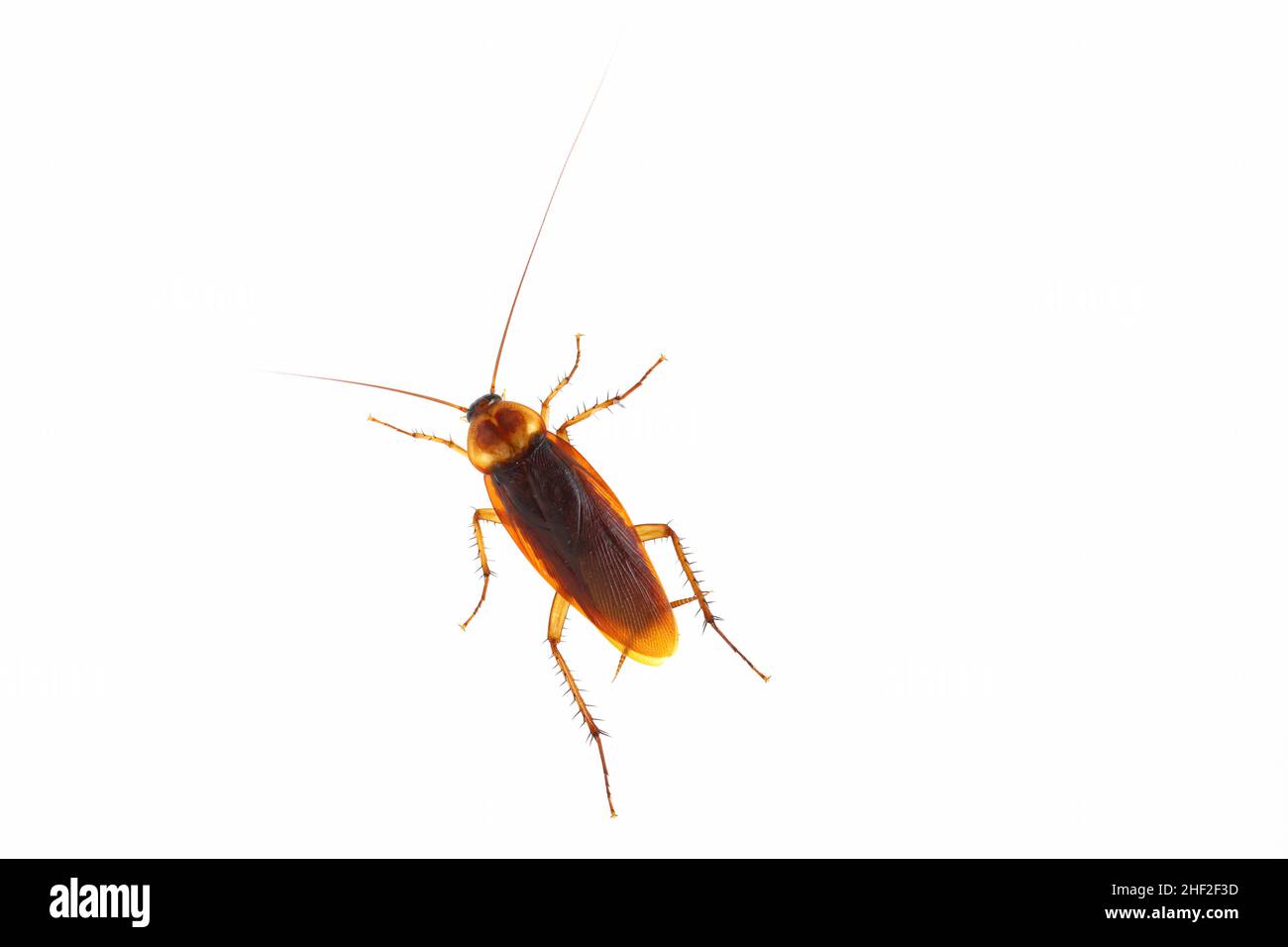 Male of American cockroach - Periplaneta americana. Isolated on white ...