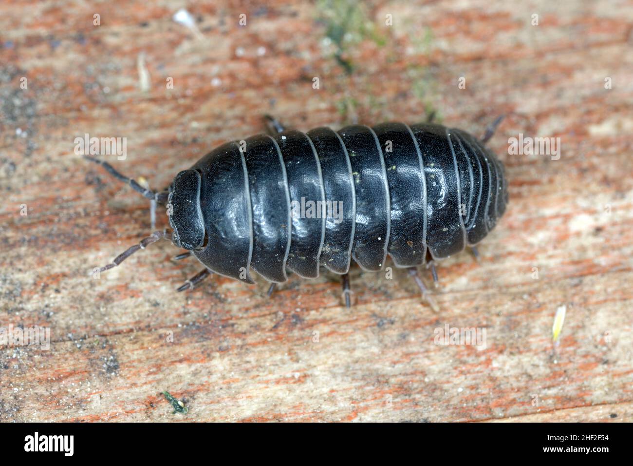 Porcellionid hi-res stock photography and images - Alamy