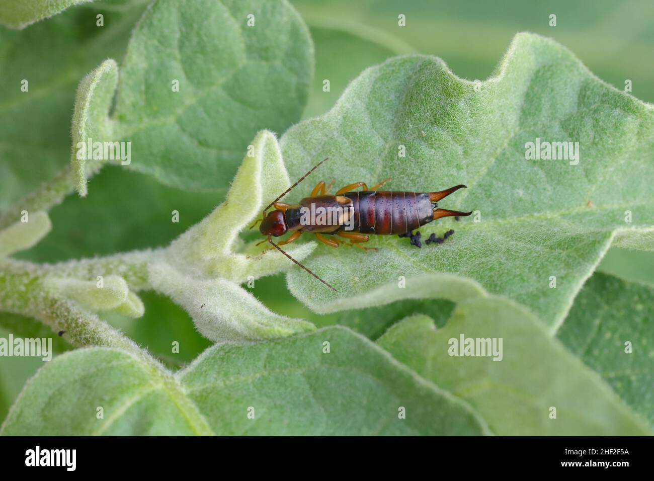 Common earwig european earwig forficula hi-res stock photography and ...