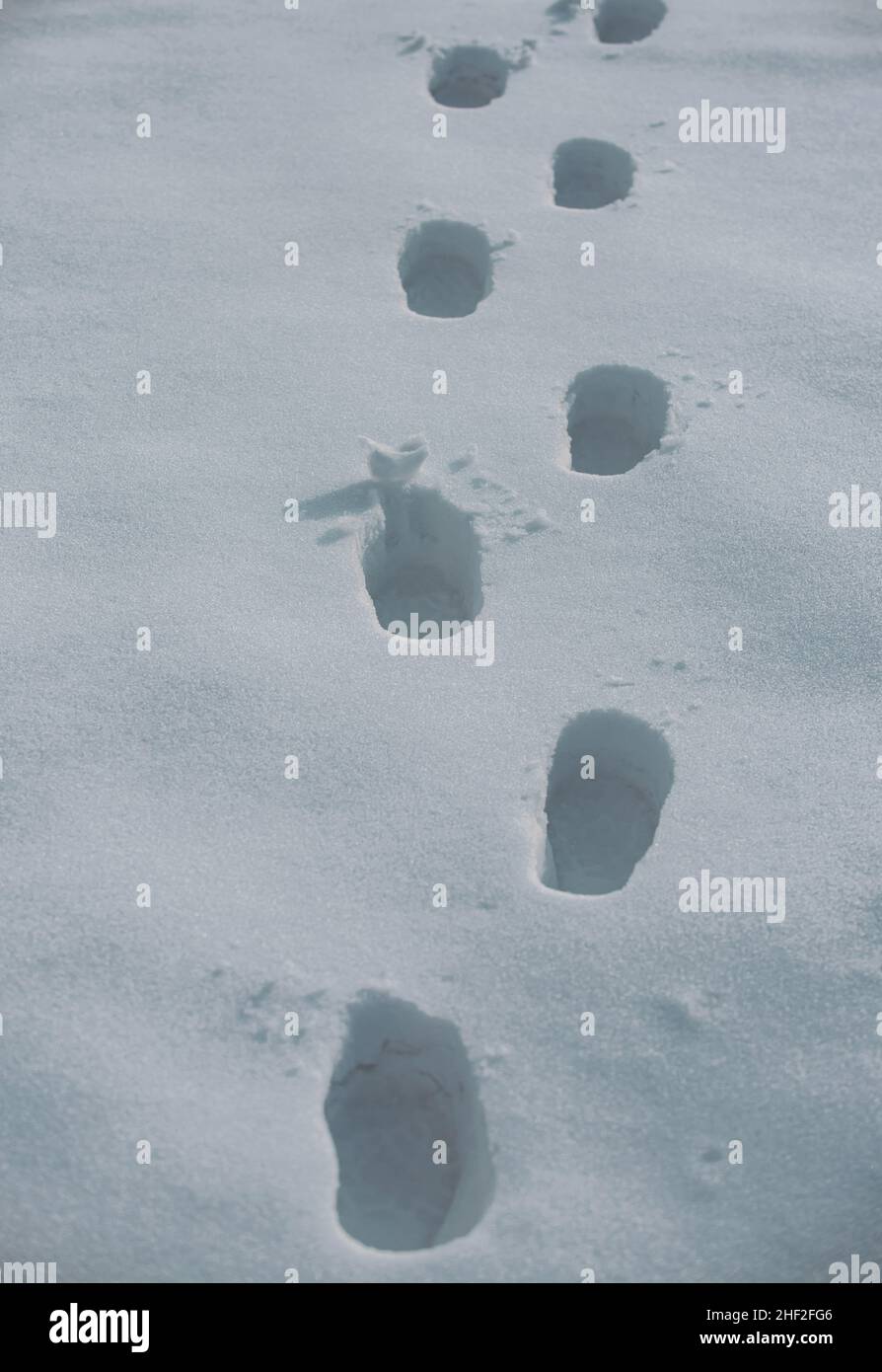 Deer tracks in the fresh snow. Traces of people on white snow ...