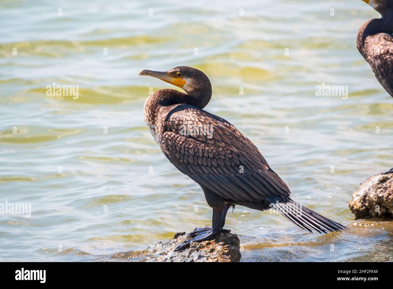Great cormorant, Phalacrocorax carbo, standing on a stone on the sea ...