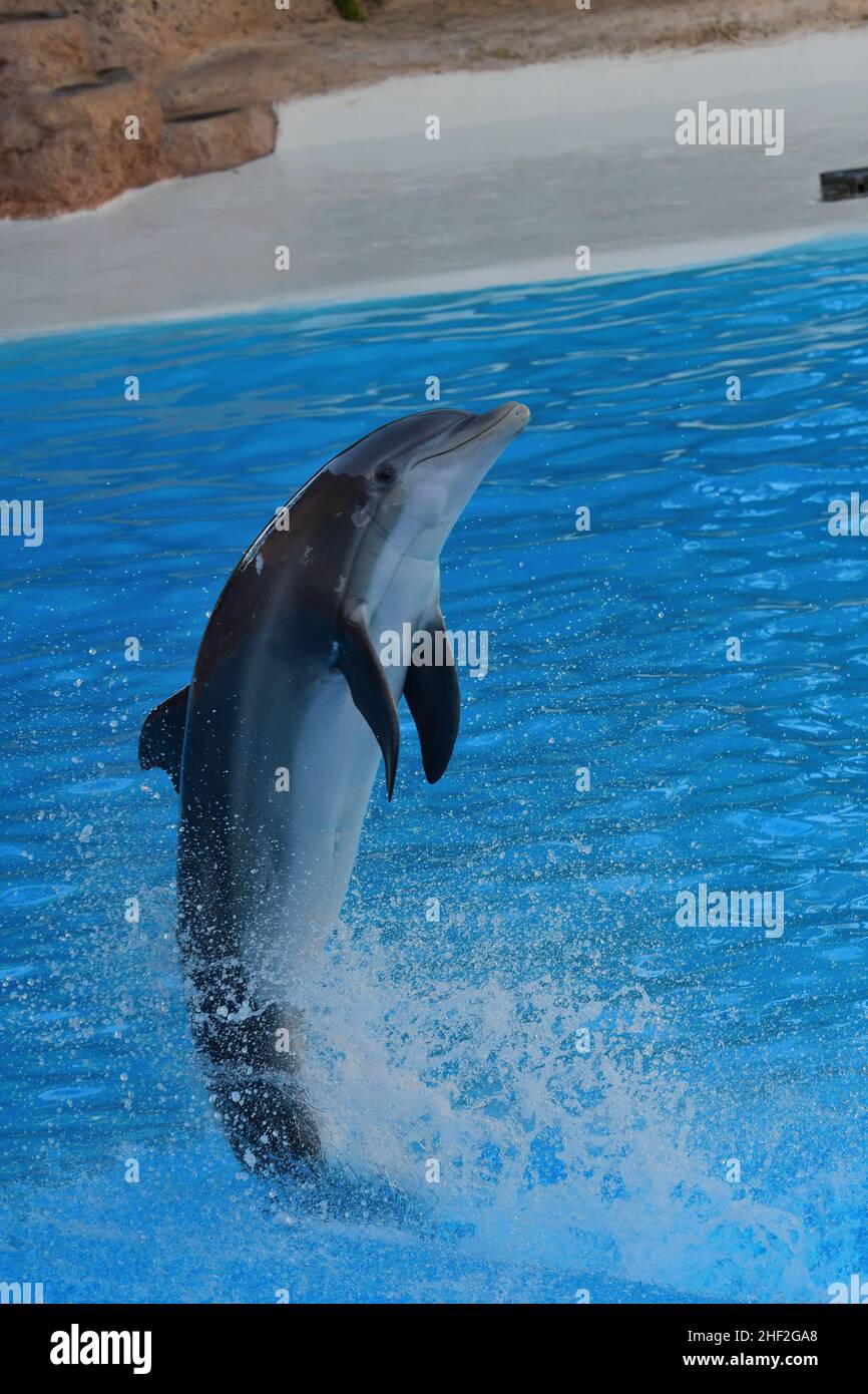 Close up of a dolphin performing in a dolphin show Stock Photo - Alamy