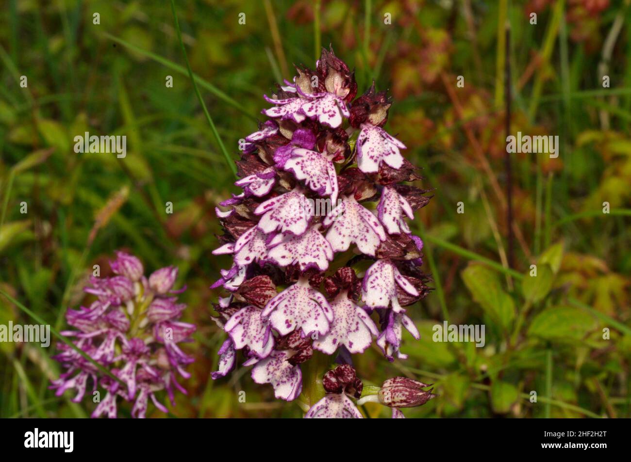 Lady fly hybrid hi-res stock photography and images - Alamy