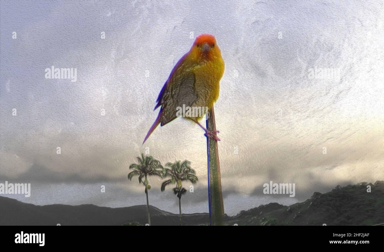 Seven color species hi-res stock photography and images - Alamy