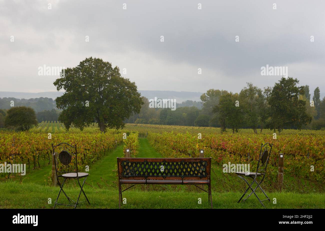 View of Nutbourne Vineyard in West Sussex, England, UK Stock Photo - Alamy