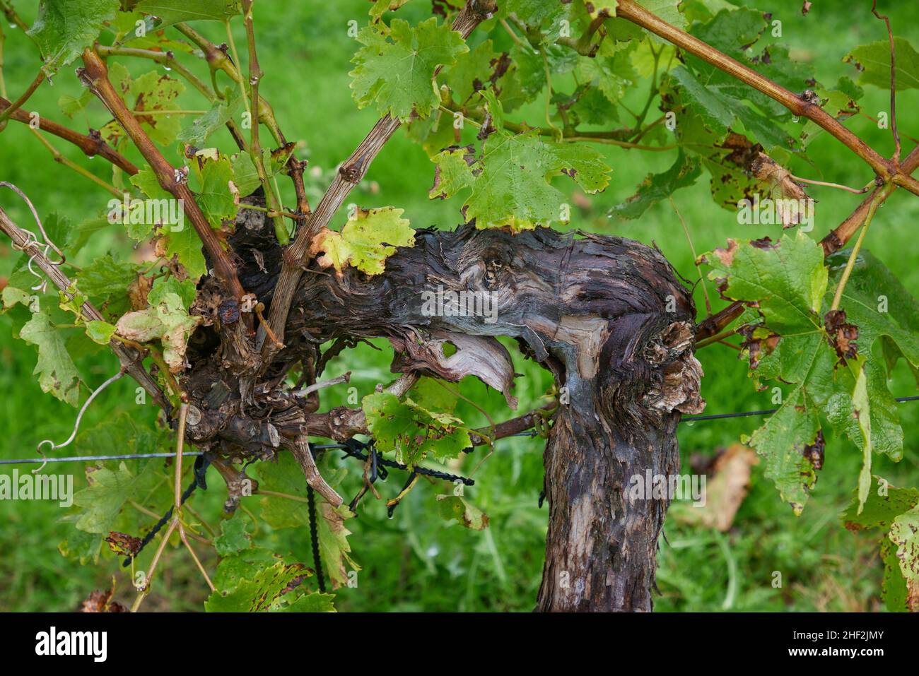 Single vine hi-res stock photography and images - Alamy