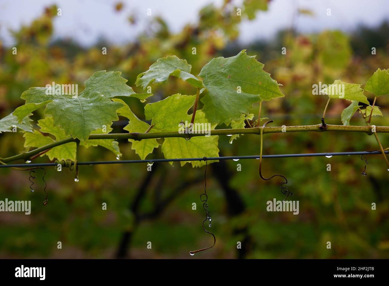 Vine growing along a wire attaching itself Stock Photo - Alamy