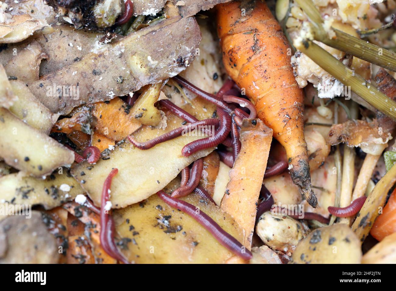 Worms in compost - vegetable and fruit waste.They are useful organisms ...