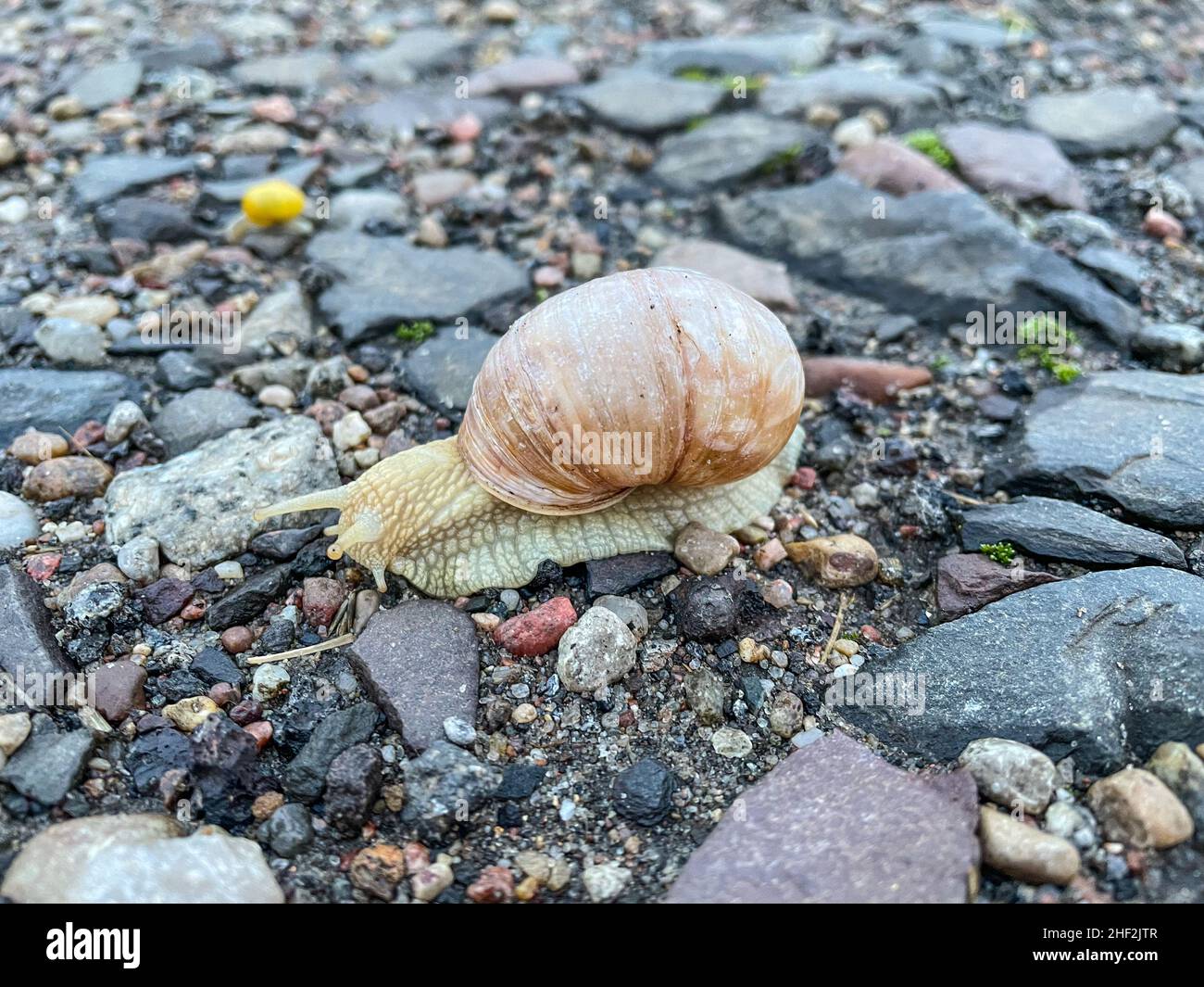 Burgundy snail (Helix pomatia) is a species of large, edible, air ...