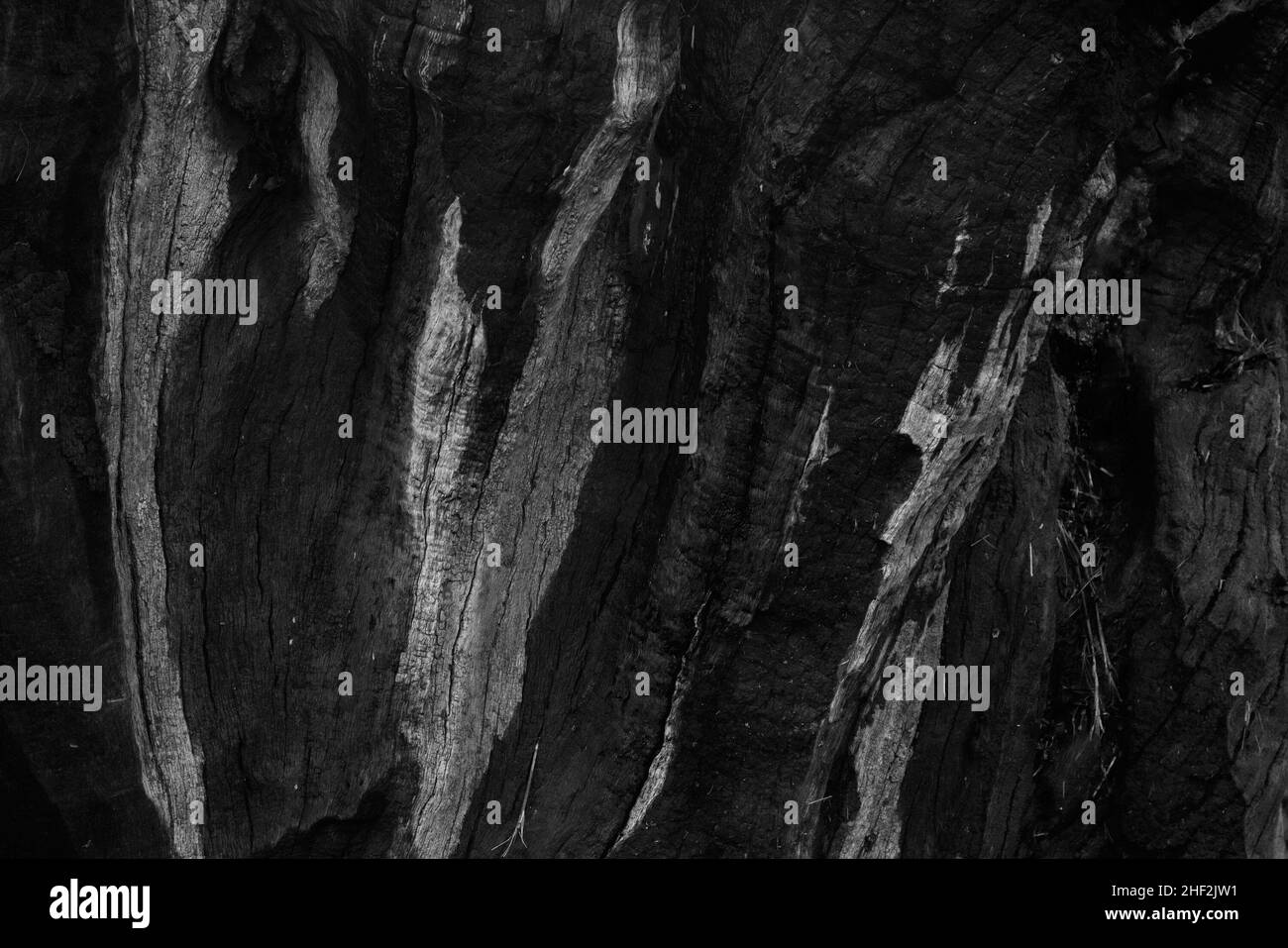 Patterns seen on a charred tree trunk Stock Photo - Alamy