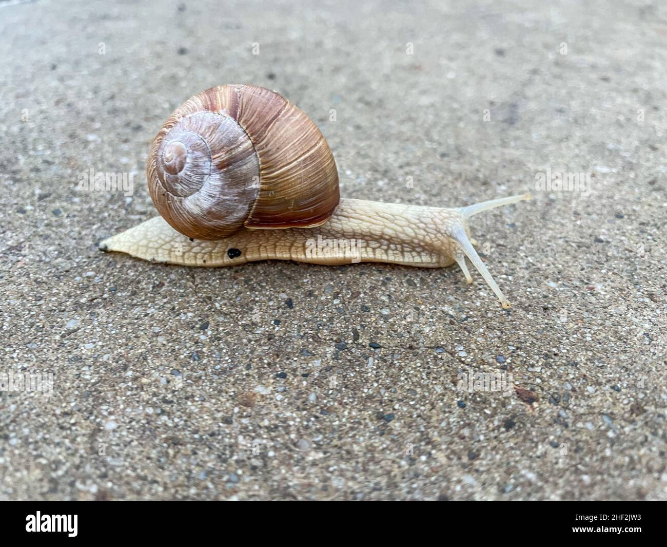 Burgundy snail (Helix pomatia) is a species of large, edible, air ...