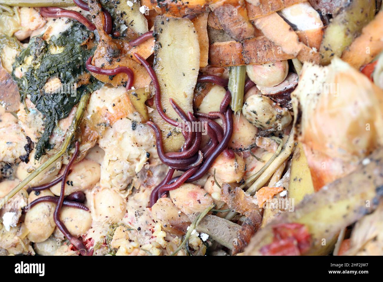Worms in compost - vegetable and fruit waste.They are useful organisms ...