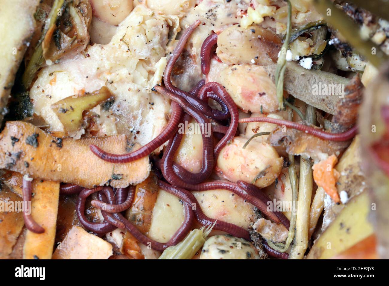 Worms in compost - vegetable and fruit waste.They are useful organisms ...