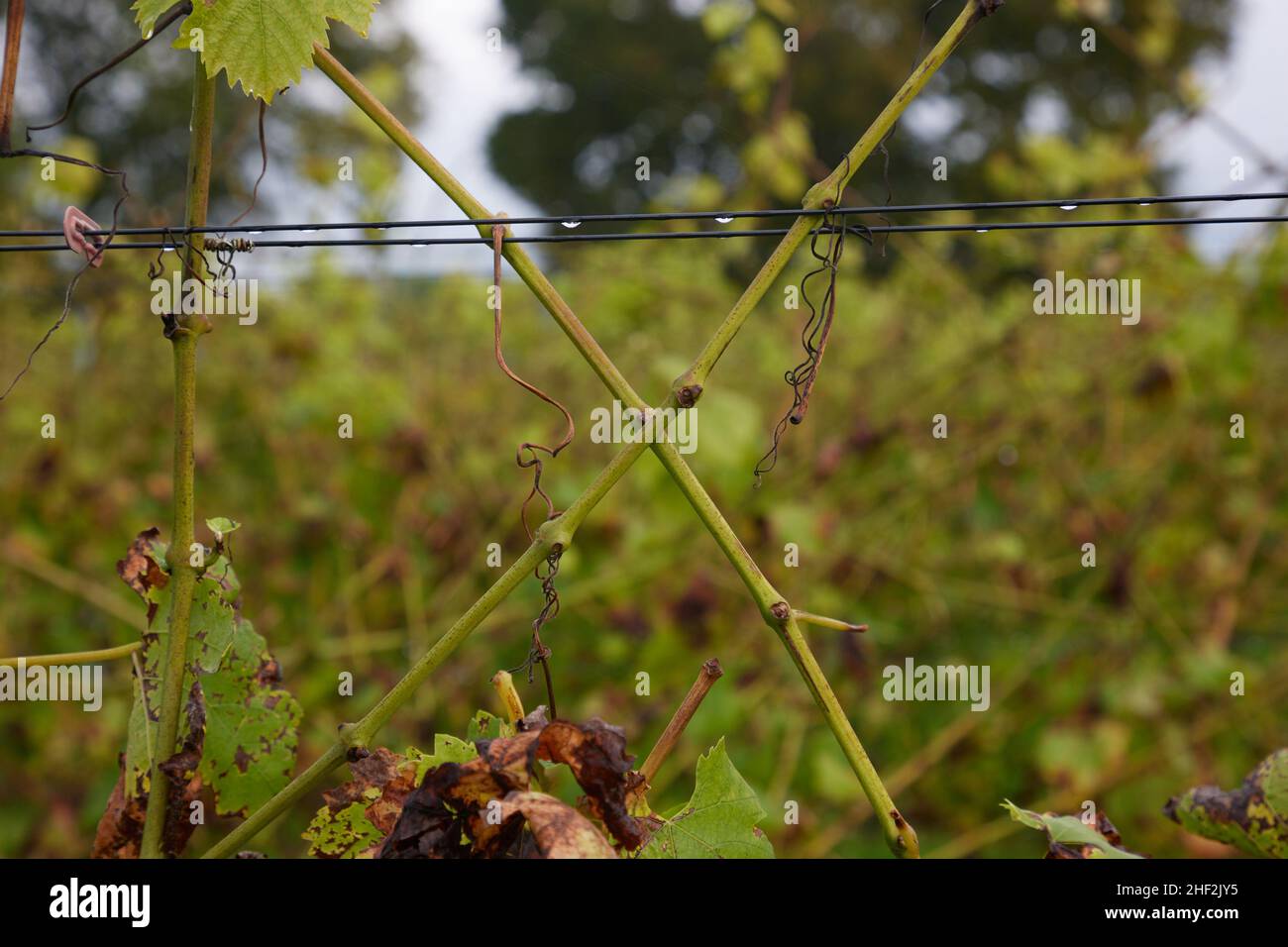 Crossing branches of a vine plant seen outdoors in autumn Stock Photo ...