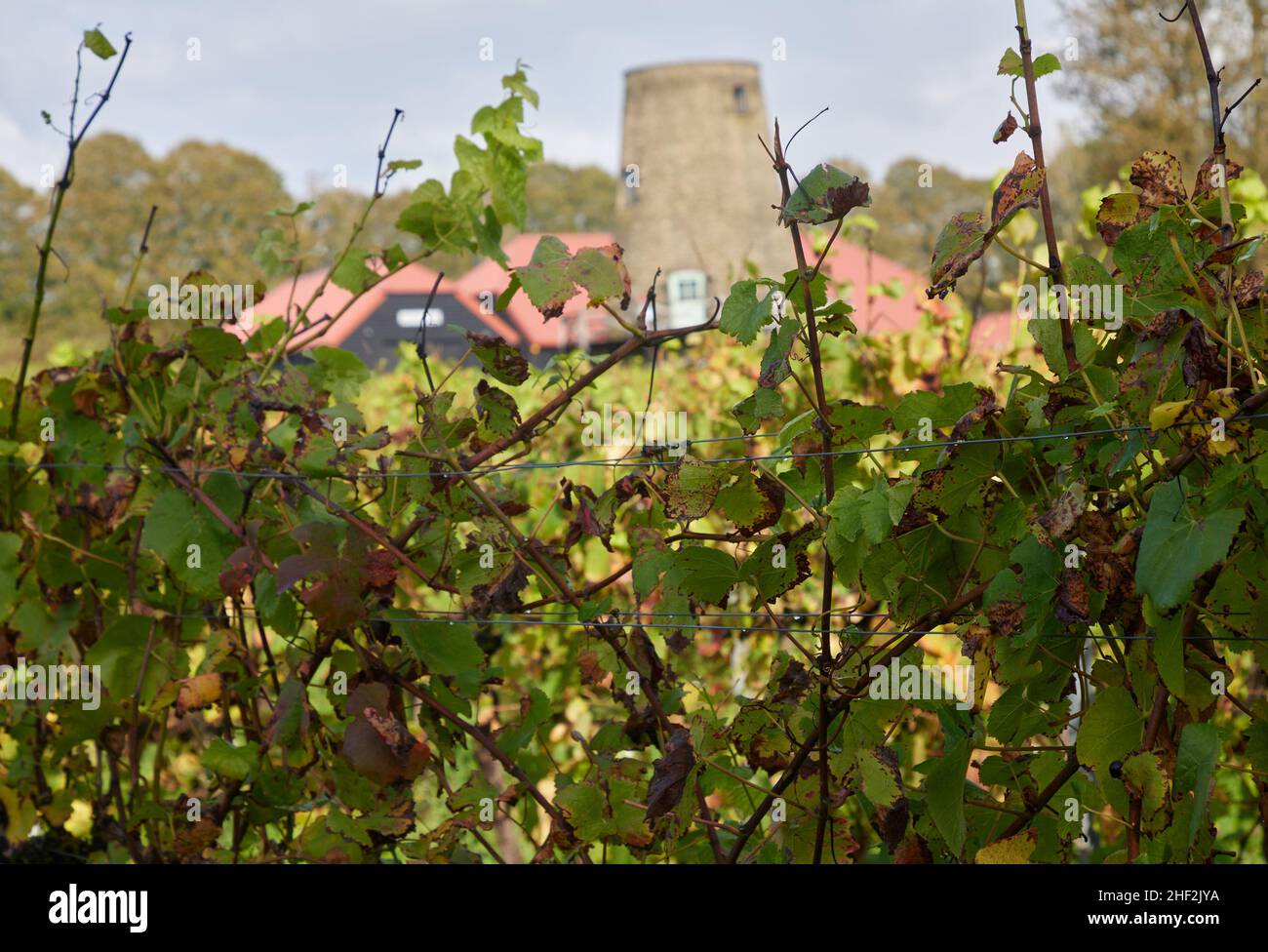 View of Nutbourne Vineyard in West Sussex, England, UK Stock Photo - Alamy