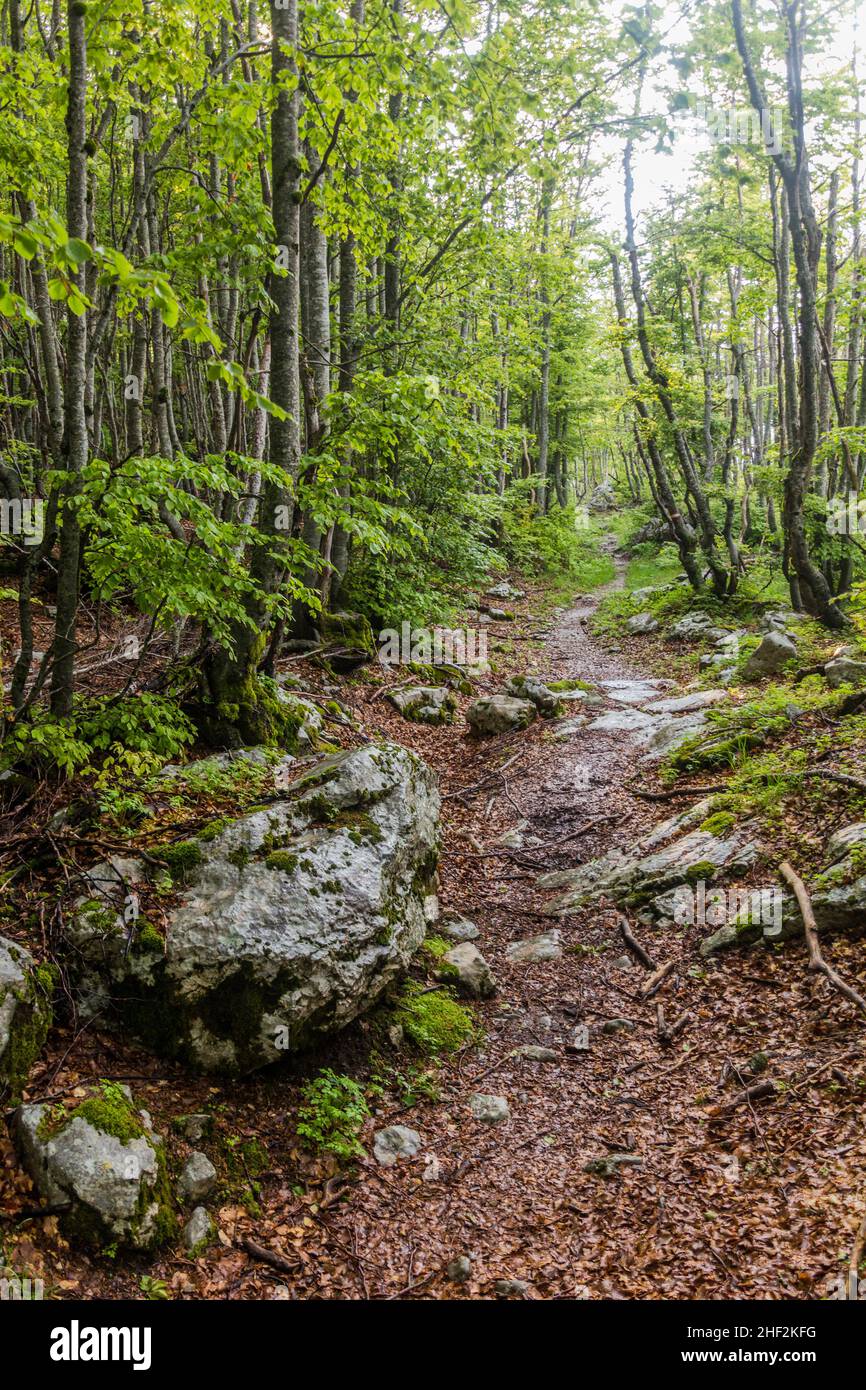 Hiking path in a forest of Lovcen national park, Montenegro Stock Photo ...