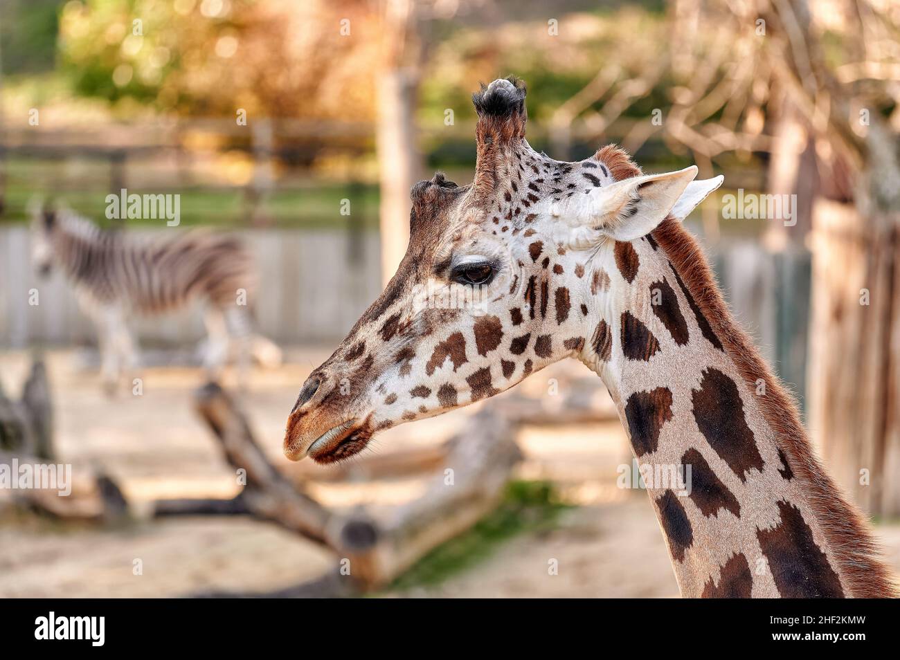 Giraffe from the side hi-res stock photography and images - Alamy