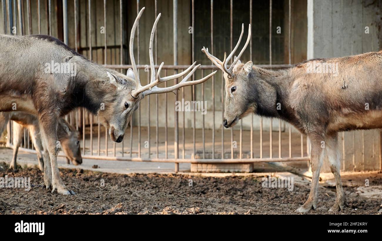Two deer (Elaphurus Davidianus) in captivity about to bump their horns ...