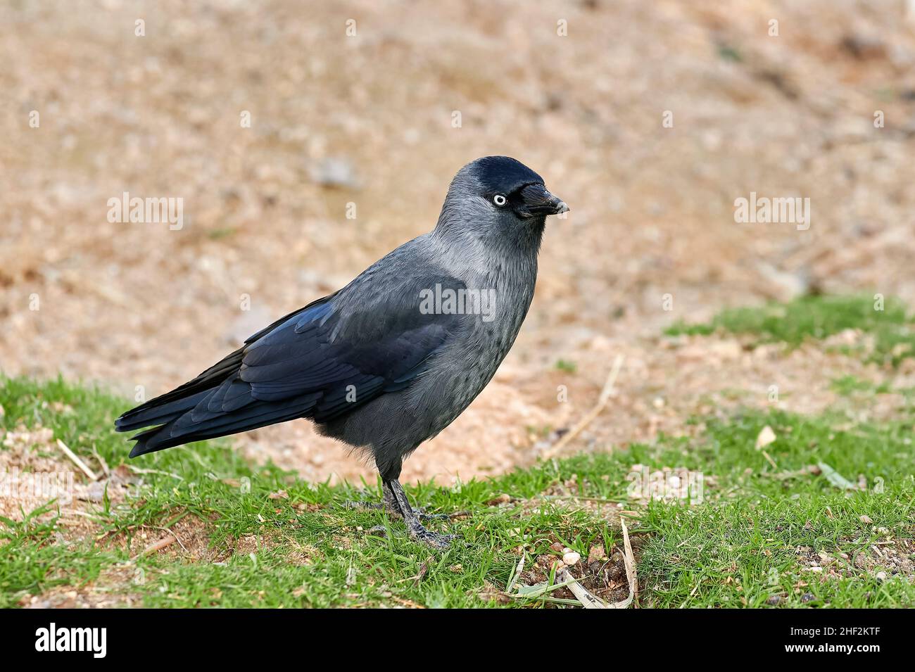 Western jackdaw, bird of the corvidae family standing on the grass ...