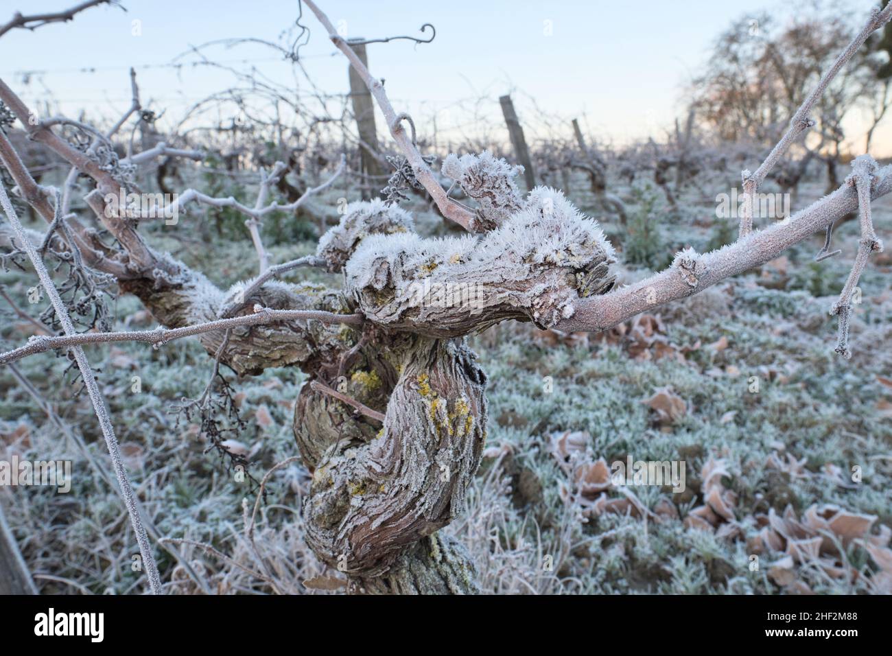 Overwintering vine hi-res stock photography and images - Alamy