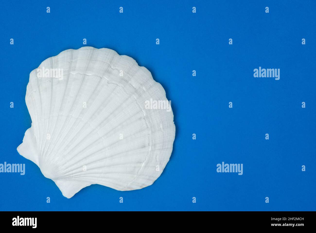 White seeshell isolated on blue background with copy cpase. Minimalism ...