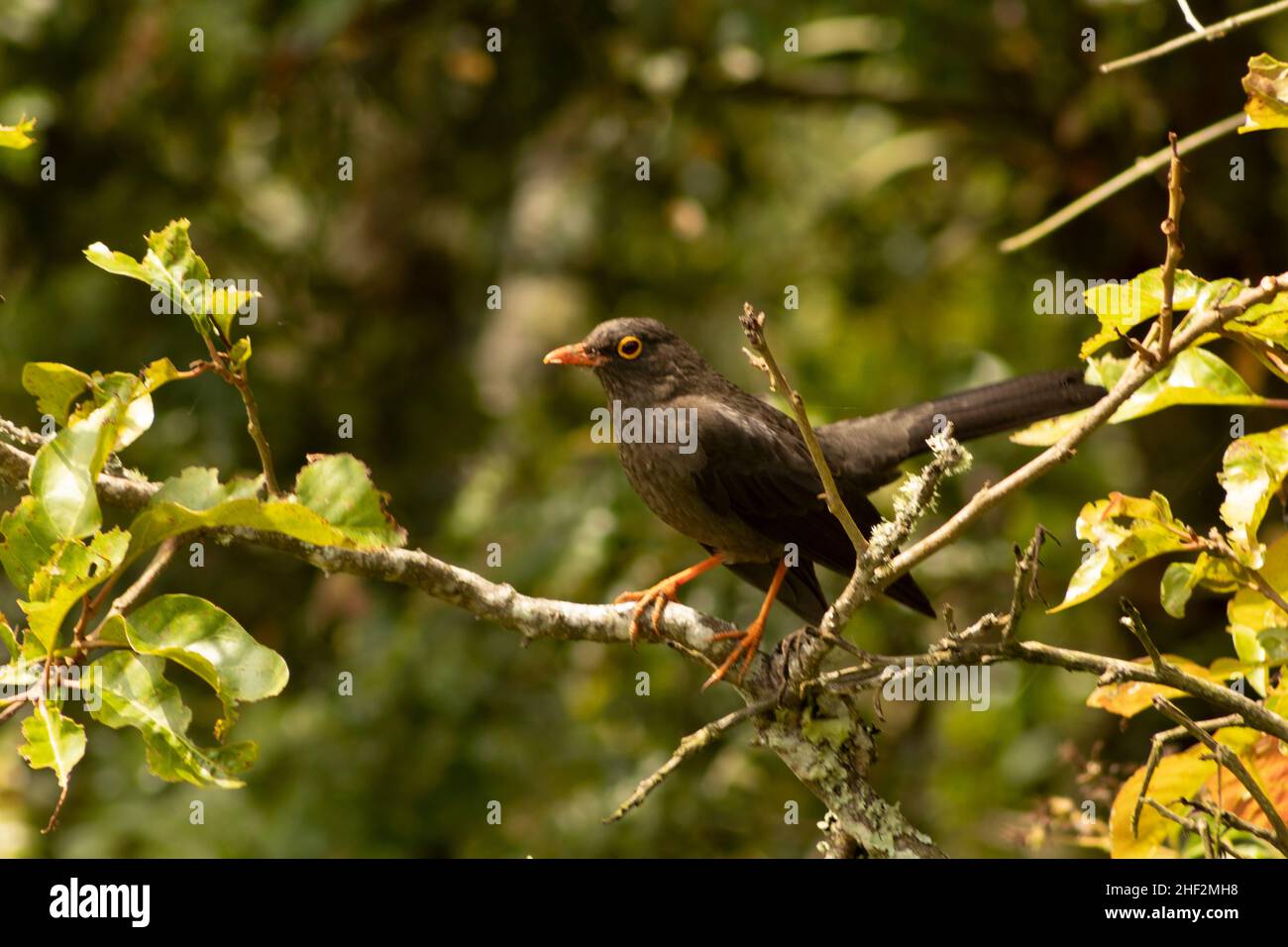 Beautiful black bird hi-res stock photography and images - Alamy