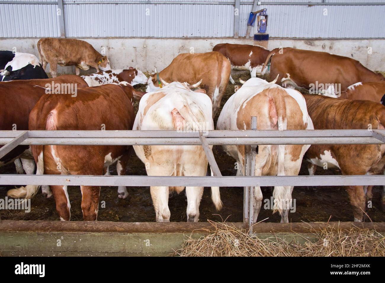 Cows stand in a row with their backs turned in cowshed. Farm animals ...