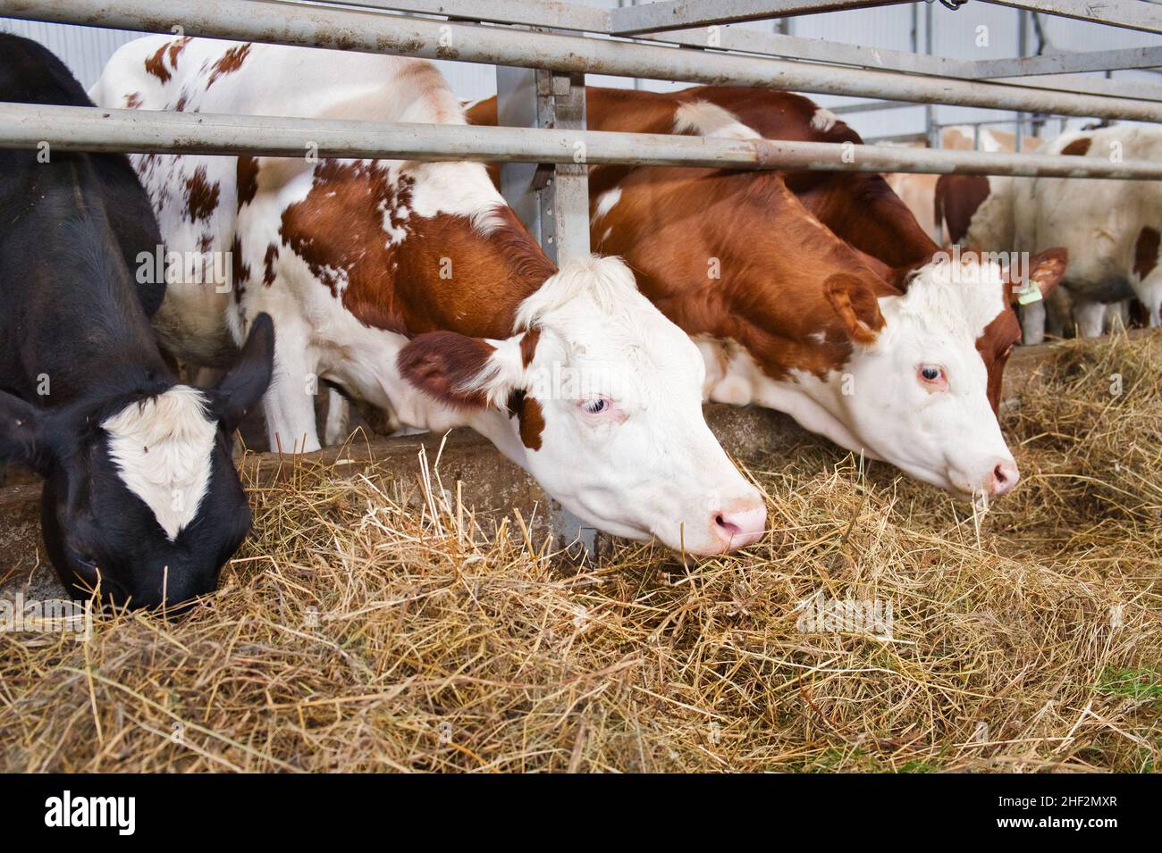 Cows in a row are eating hay in the cowshed. Farm animals. Farming ...