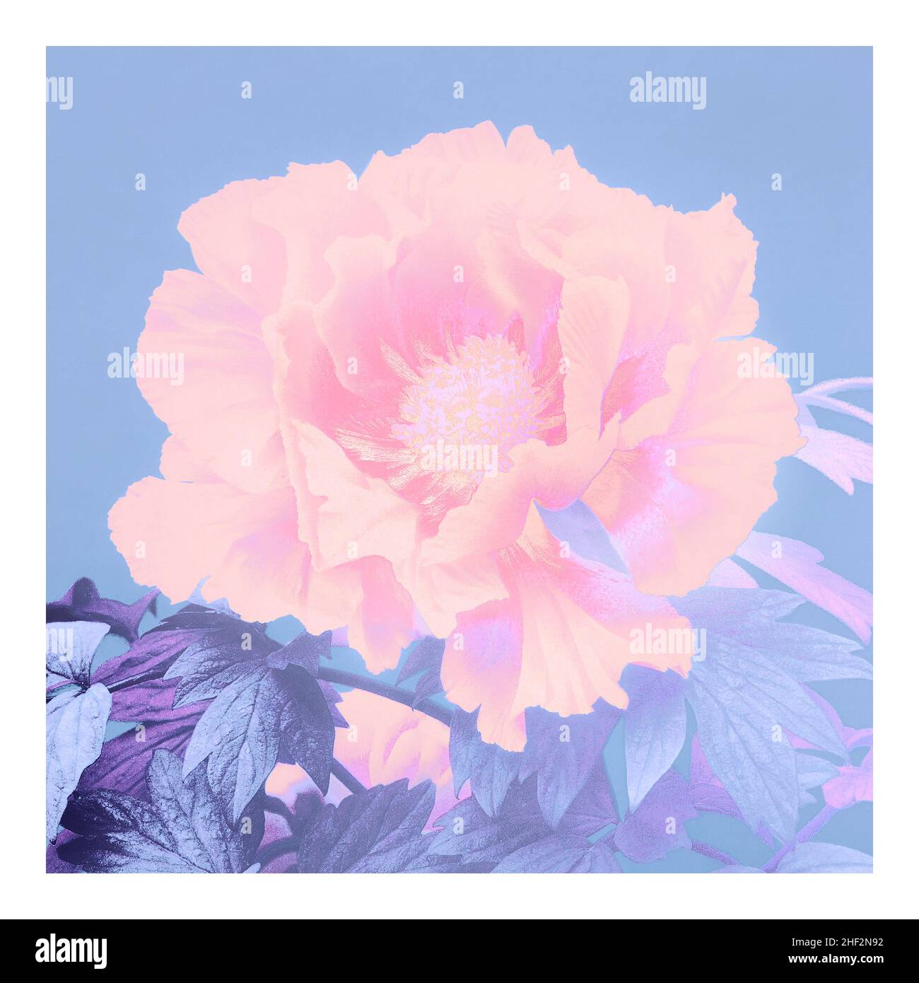 Peony neon hi-res stock photography and images - Alamy