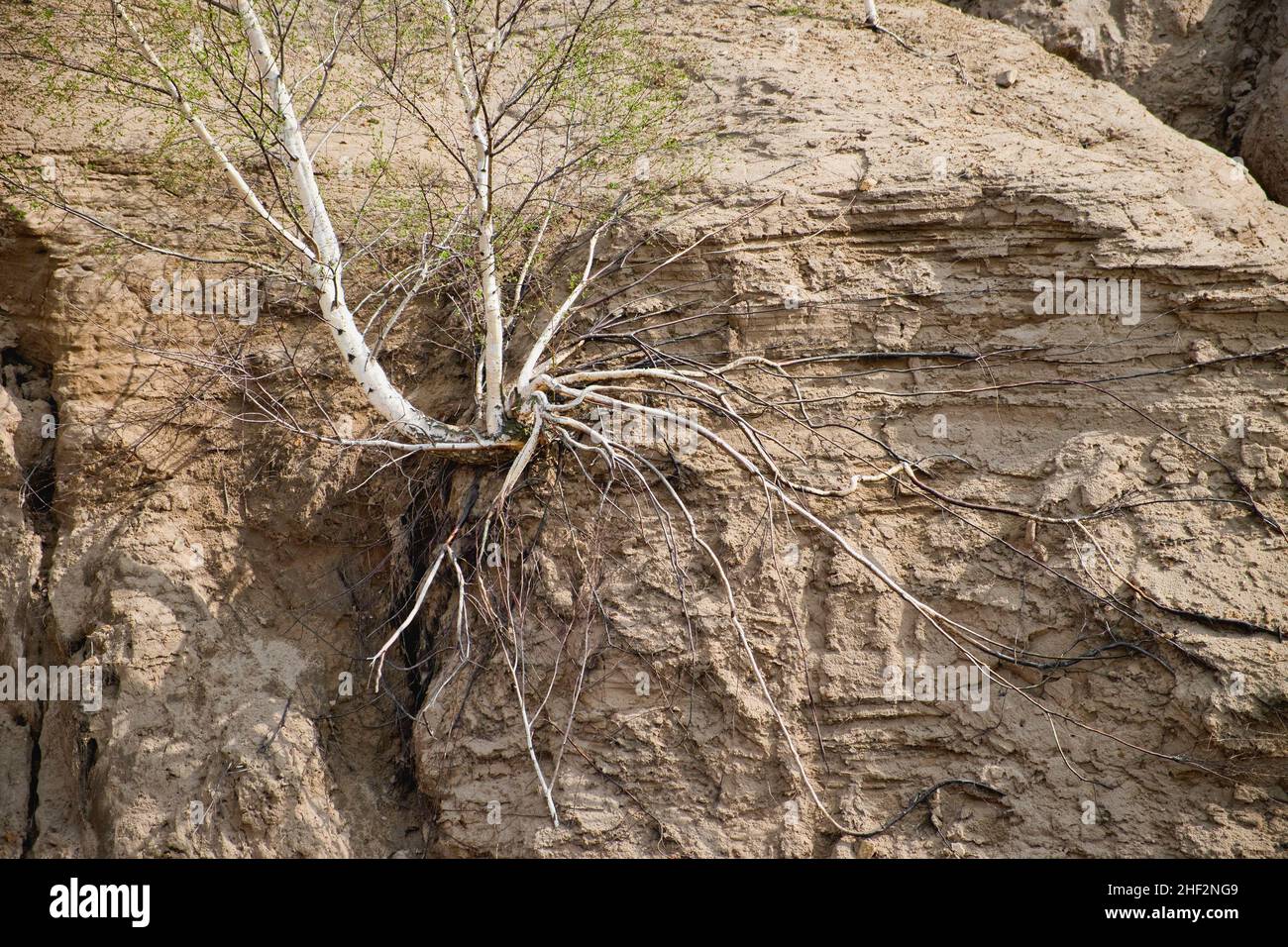 Birch tree with long roots grows on the side of sandy ground mountain ...