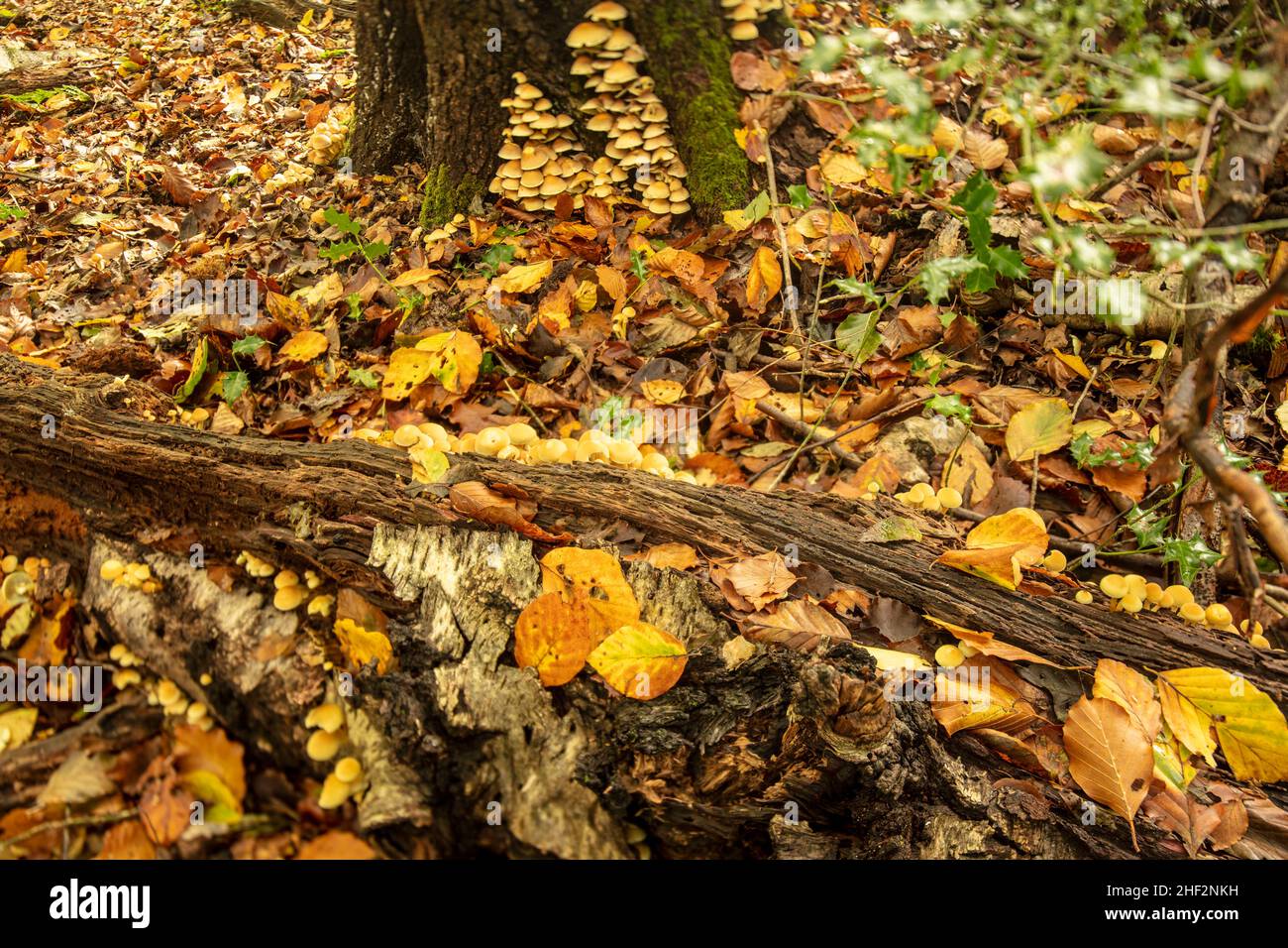 Patterns and textures in nature, intimate landscape of tree patterns ...