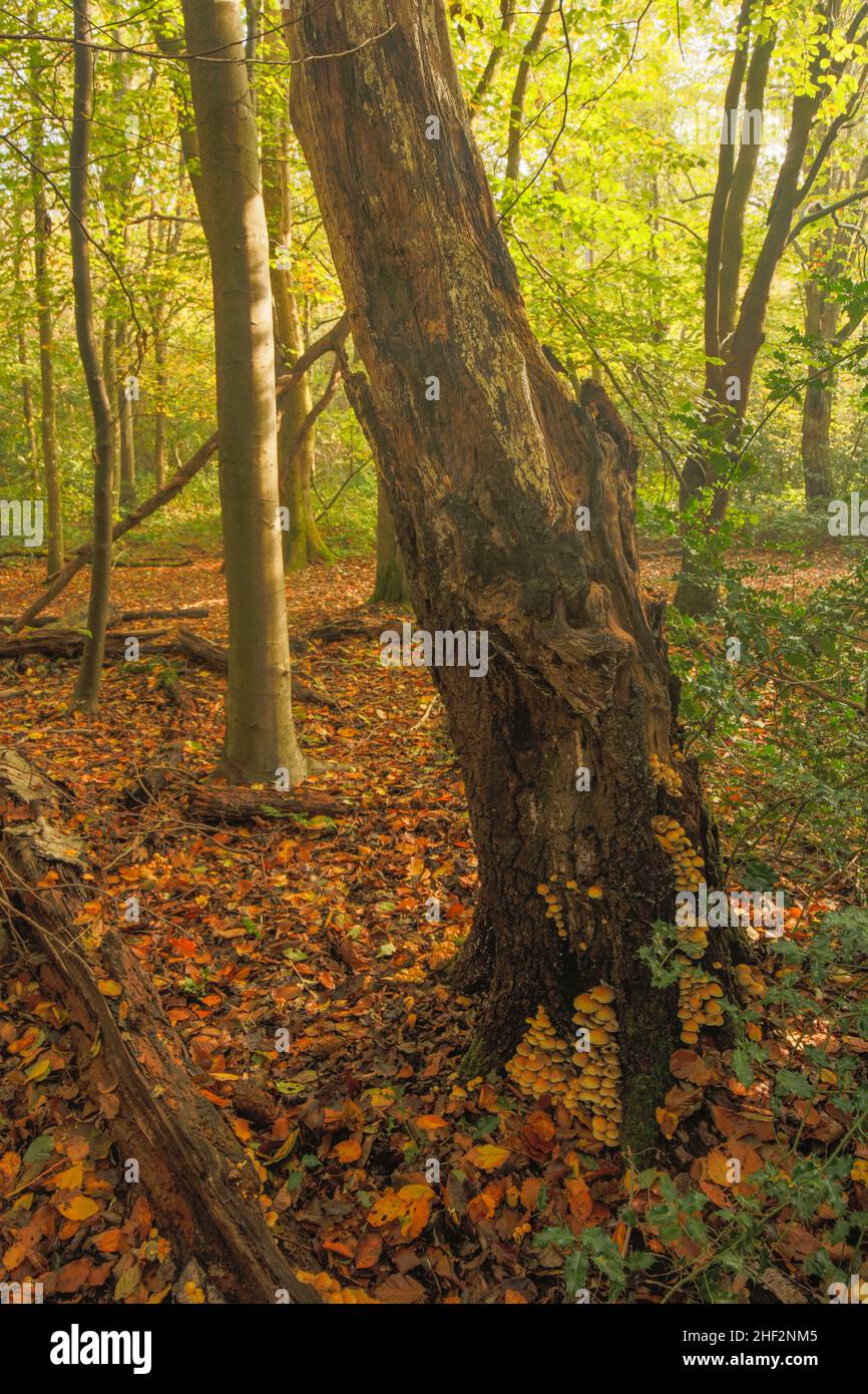 Patterns and textures in nature, intimate landscape of tree patterns ...