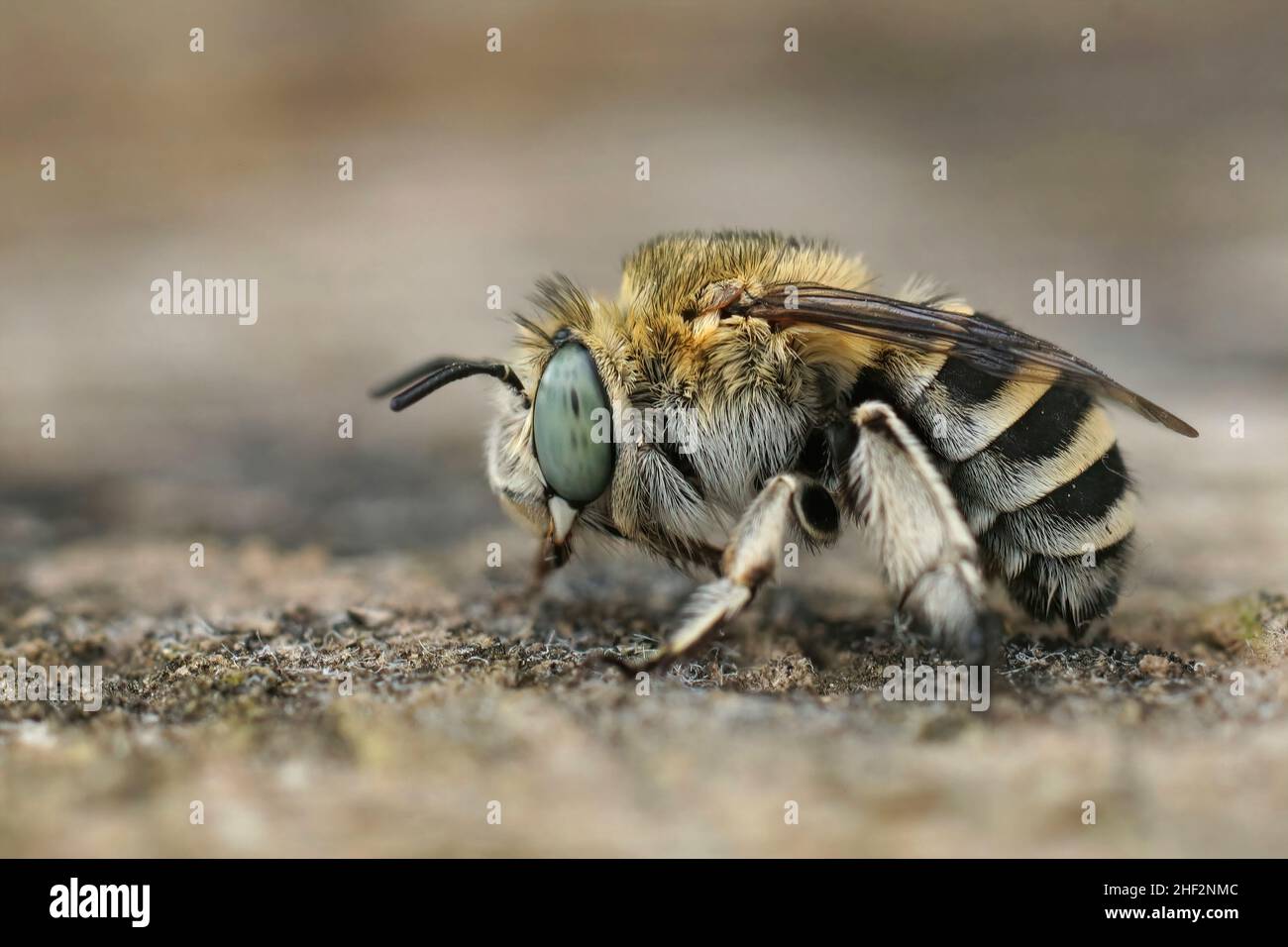 Closeup on a hairy, fluffy blue banded bee, Amegilla albigena sitting ...