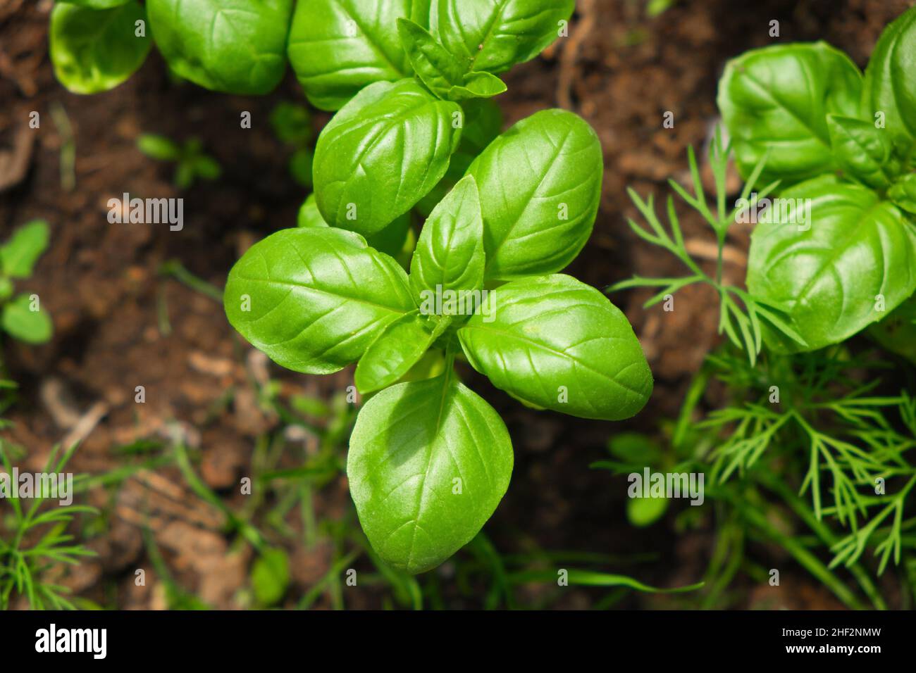 Close-up of young fresh basil plant in the ground. Ocimum basilicum in the garden. Gardening ...