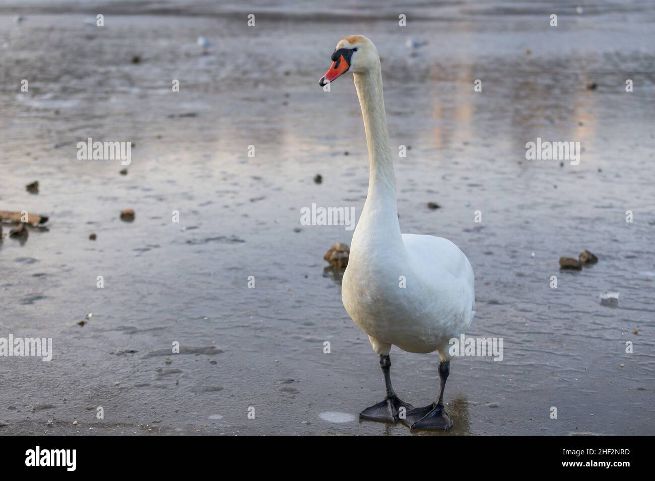 Big swan hi-res stock photography and images - Alamy