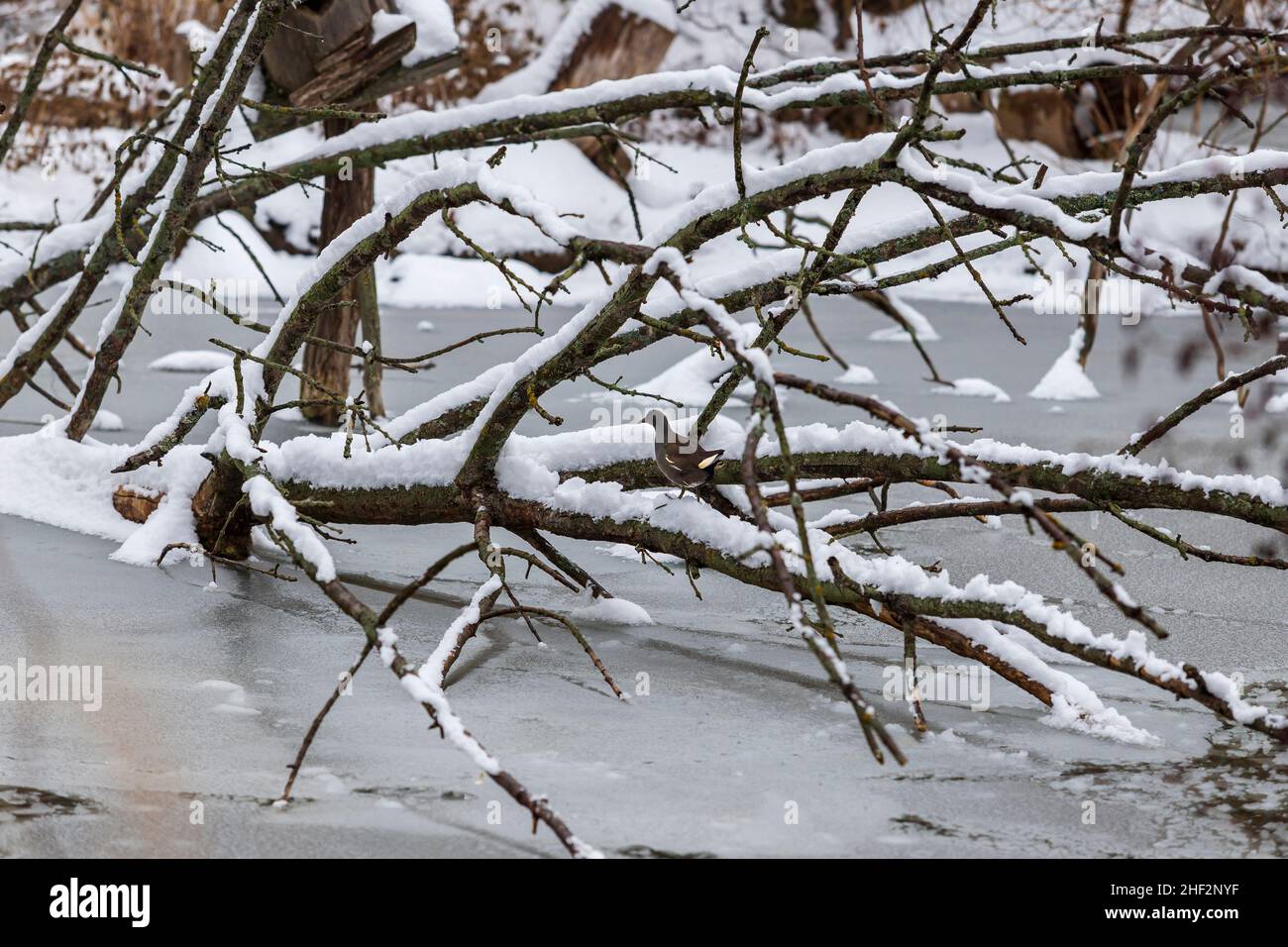 Tree fallen into zamrzleho pond. There is snow on the tree and a duck ...